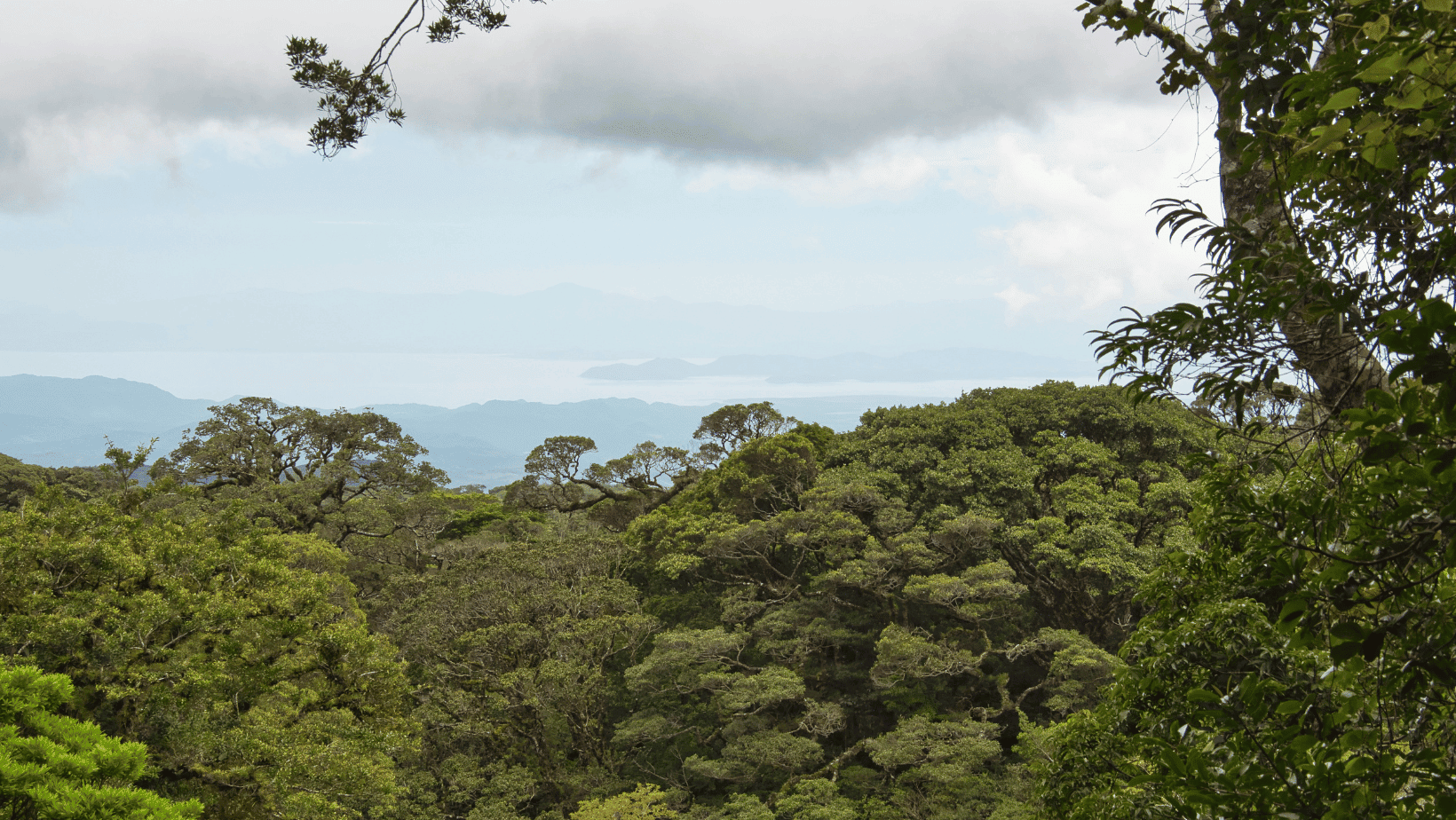 Exploring Curi-Cancha Reserve: A Birdwatcher's Paradise