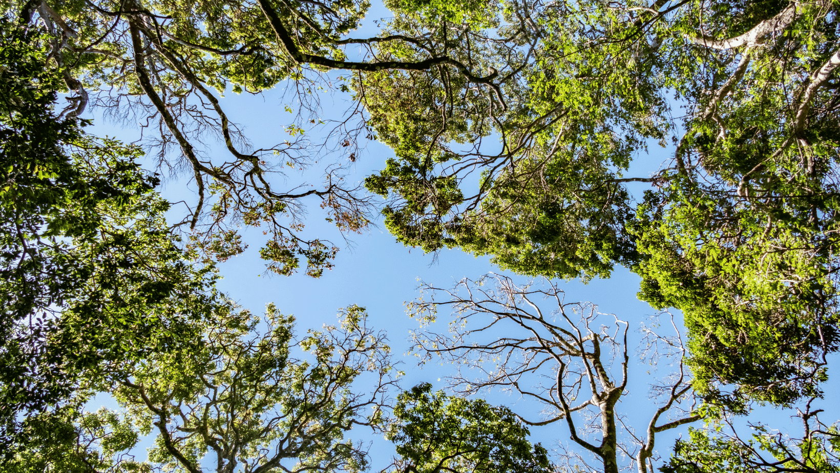 Monteverde Children's Eternal Rainforest | Off Grid Destinations